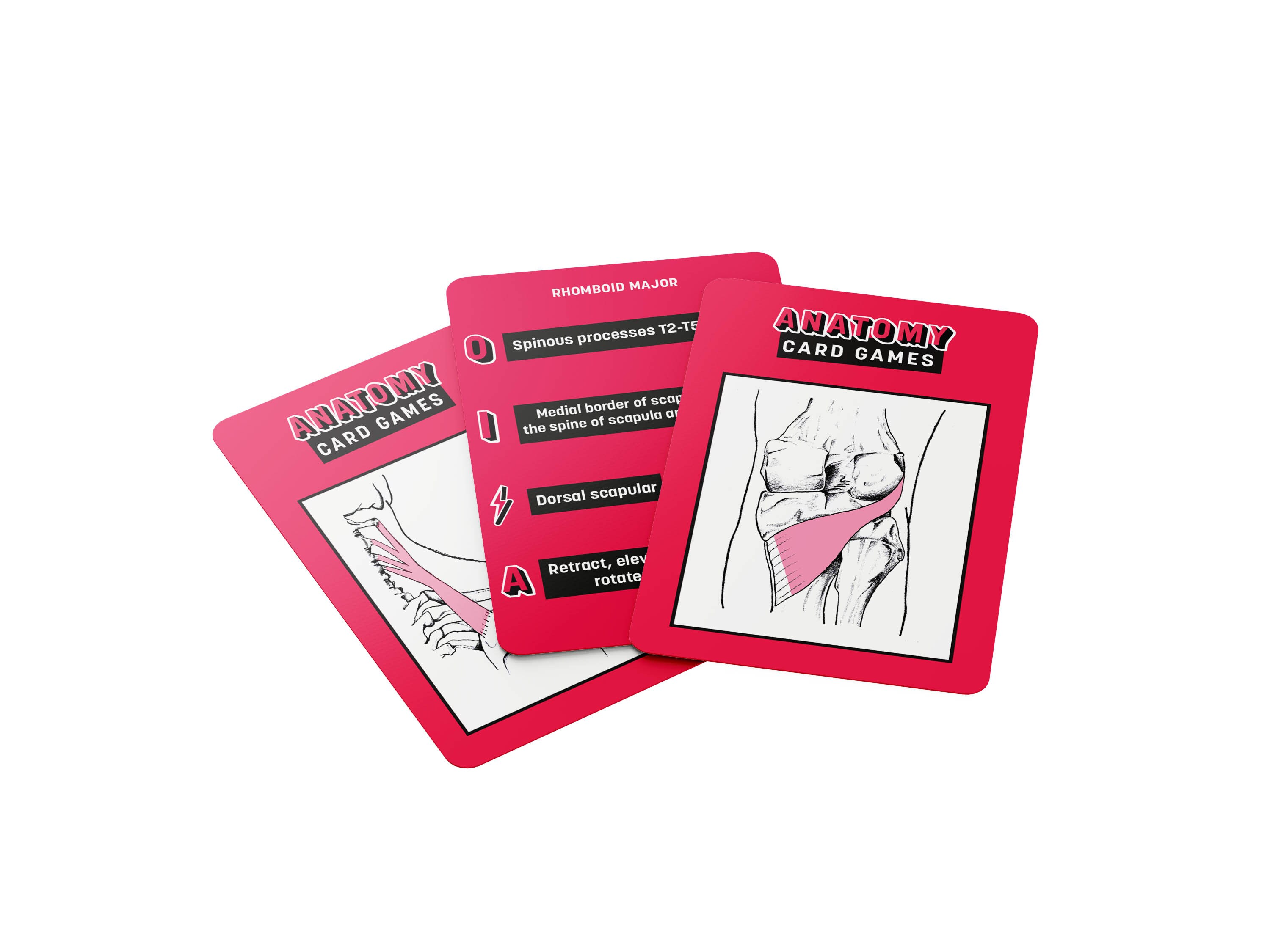 Musculoskeletal Anatomy Flashcards Learn Origins, Insertions ...