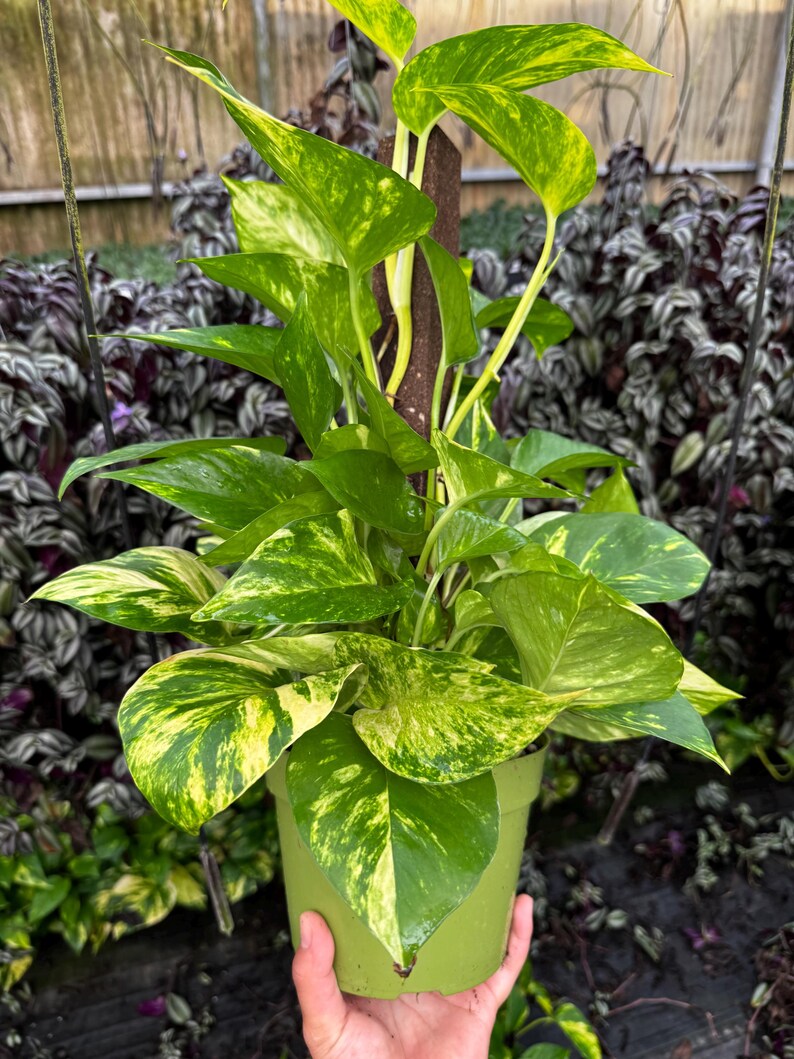 Live Hawaiian Golden Pothos - 6” Houseplant - Home Decor - Etsy
