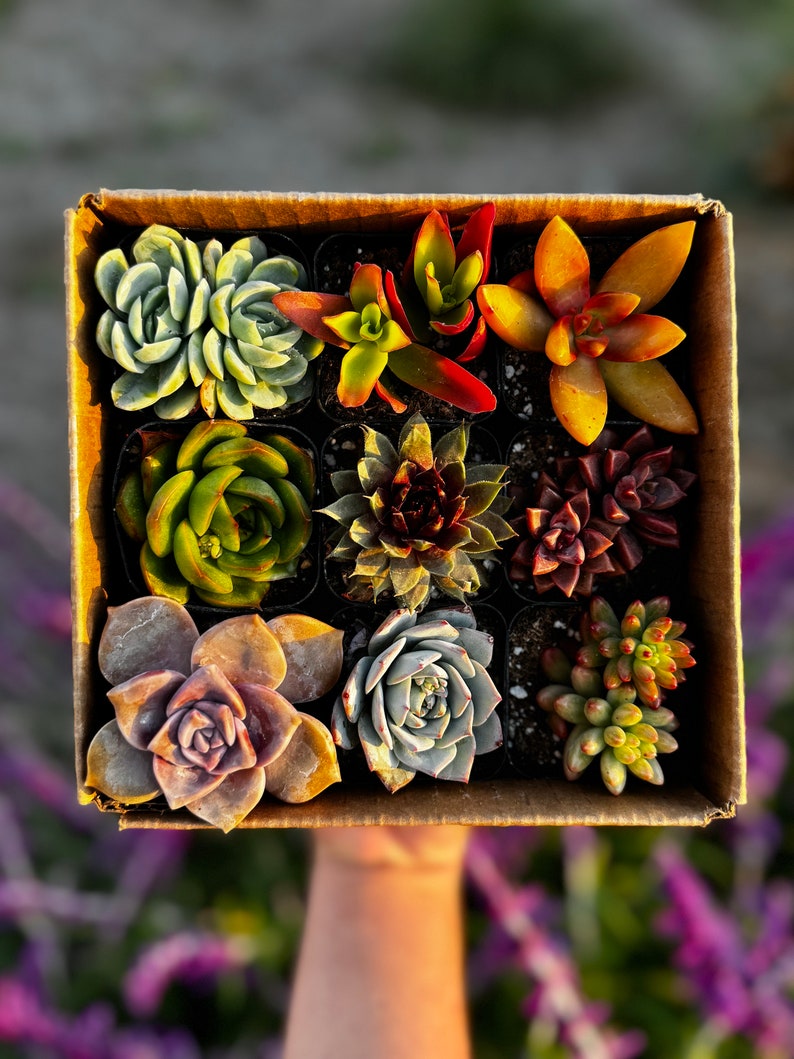 Live Succulent “9-pack”, Colorful Assorted Succulents - Etsy
