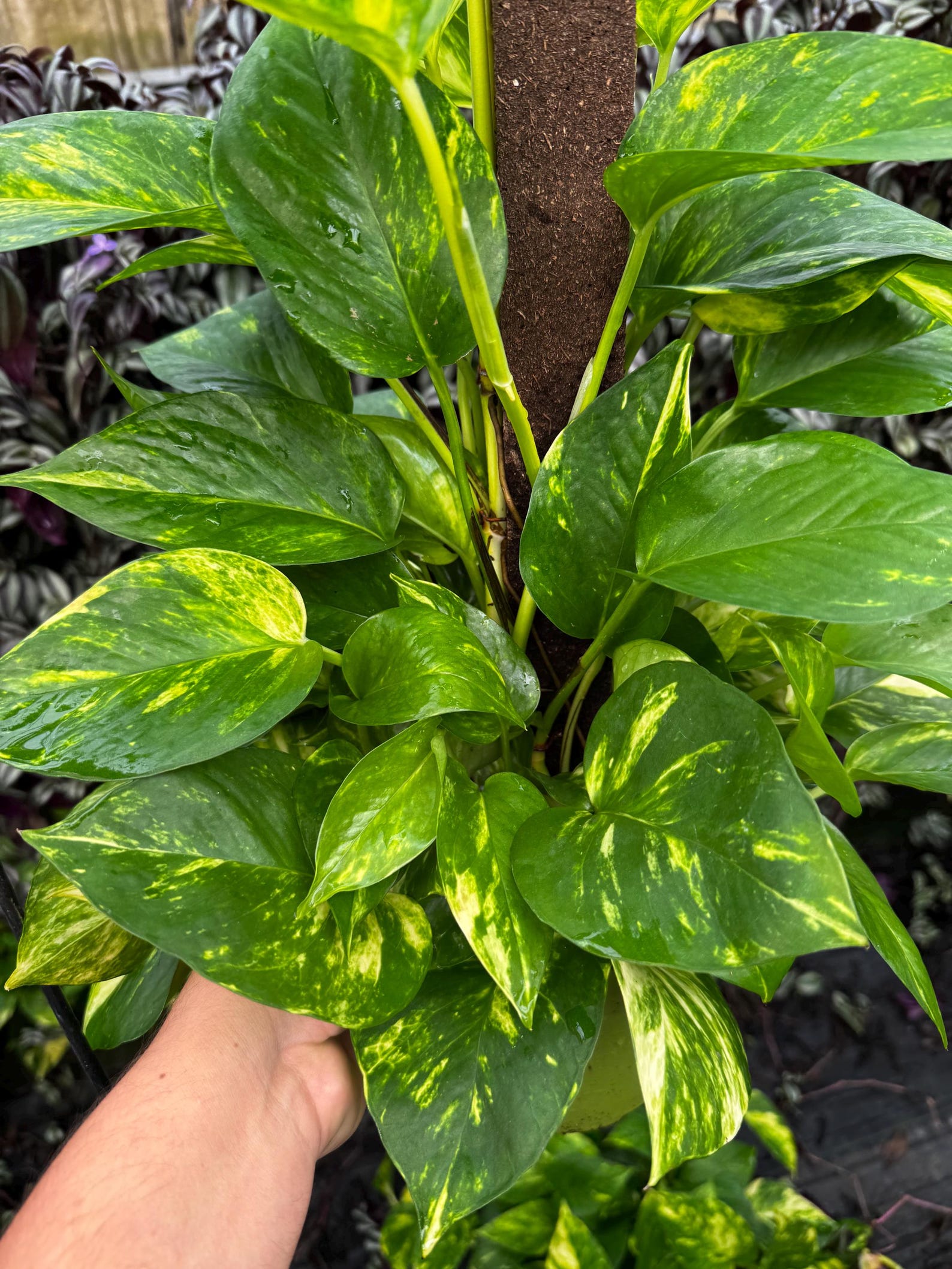 Live Hawaiian Golden Pothos - 6” Houseplant - Home Decor - Etsy