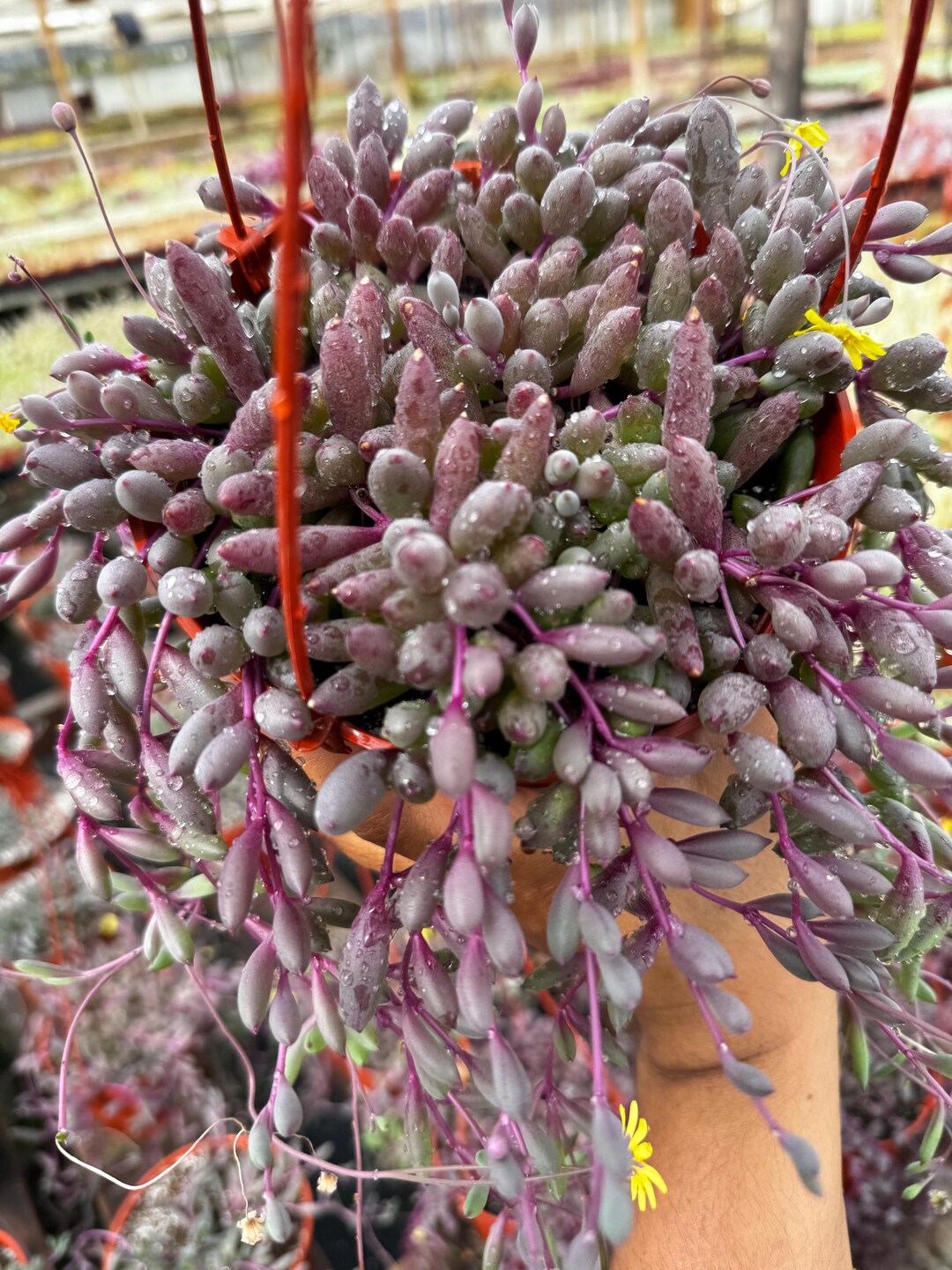 String of Rubies - Trailing Succulent - 6” Houseplant - Etsy