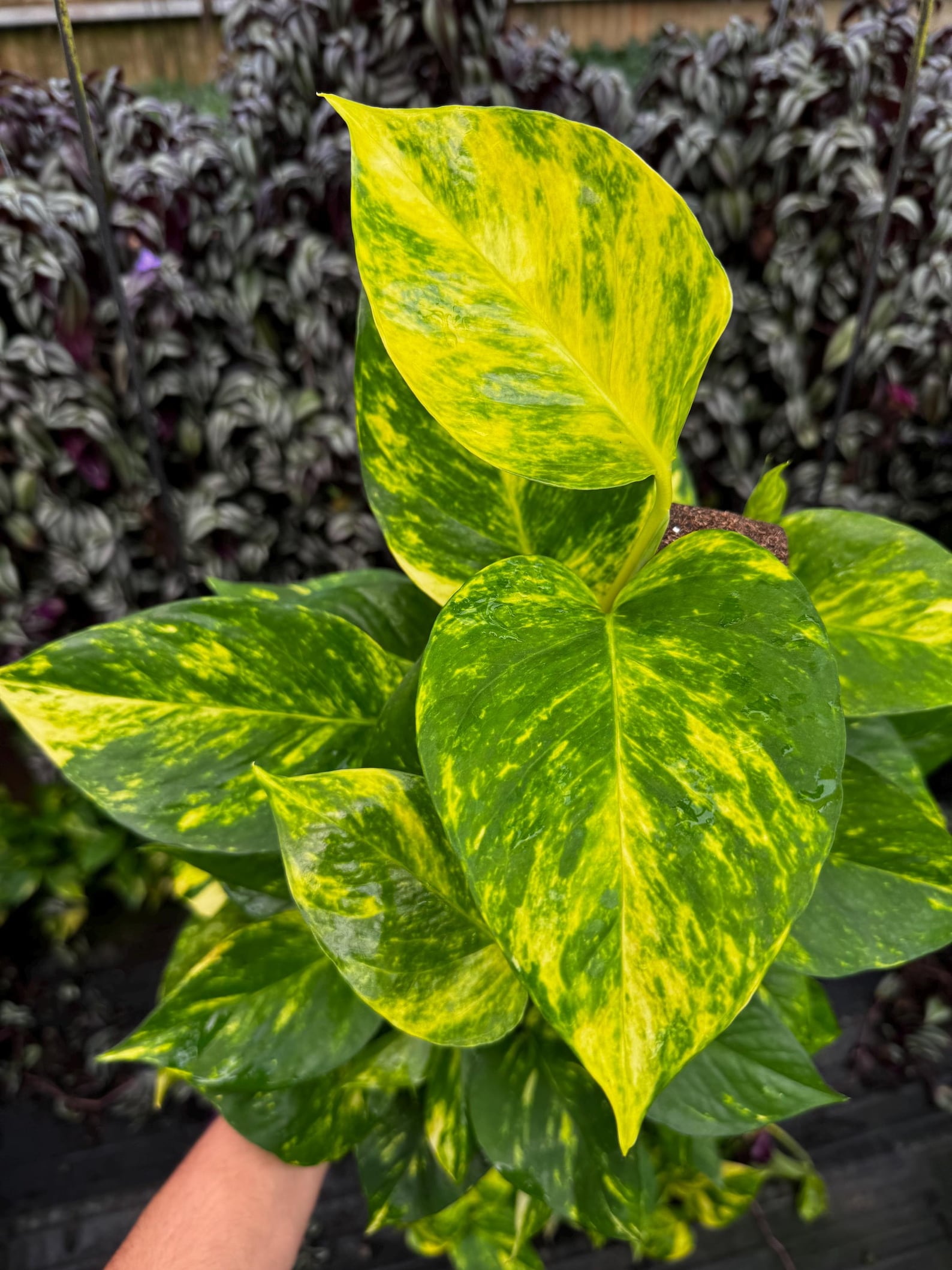 Live Hawaiian Golden Pothos - 6” Houseplant - Home Decor - Etsy