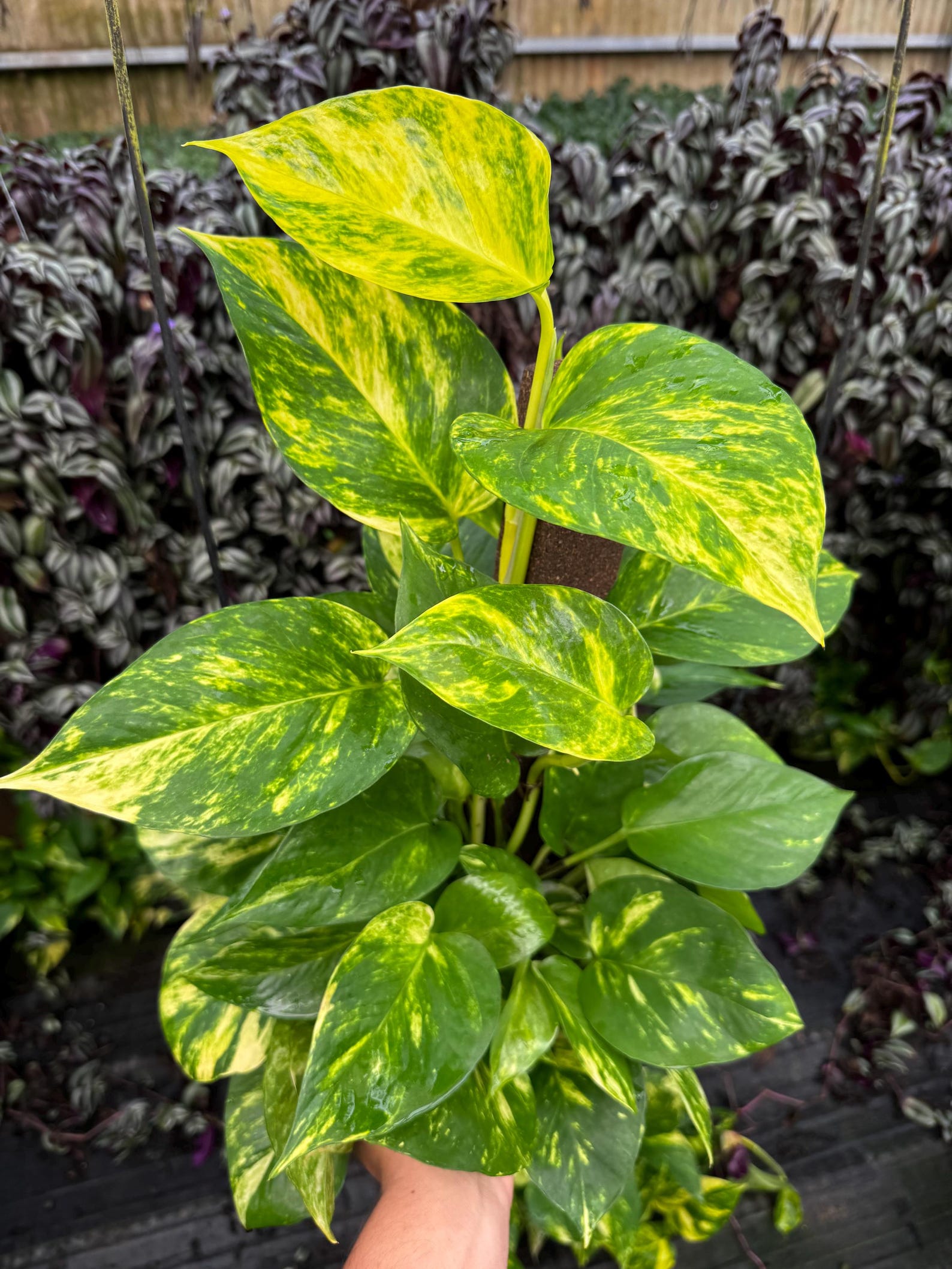 Live Hawaiian Golden Pothos - 6” Houseplant - Home Decor - Etsy