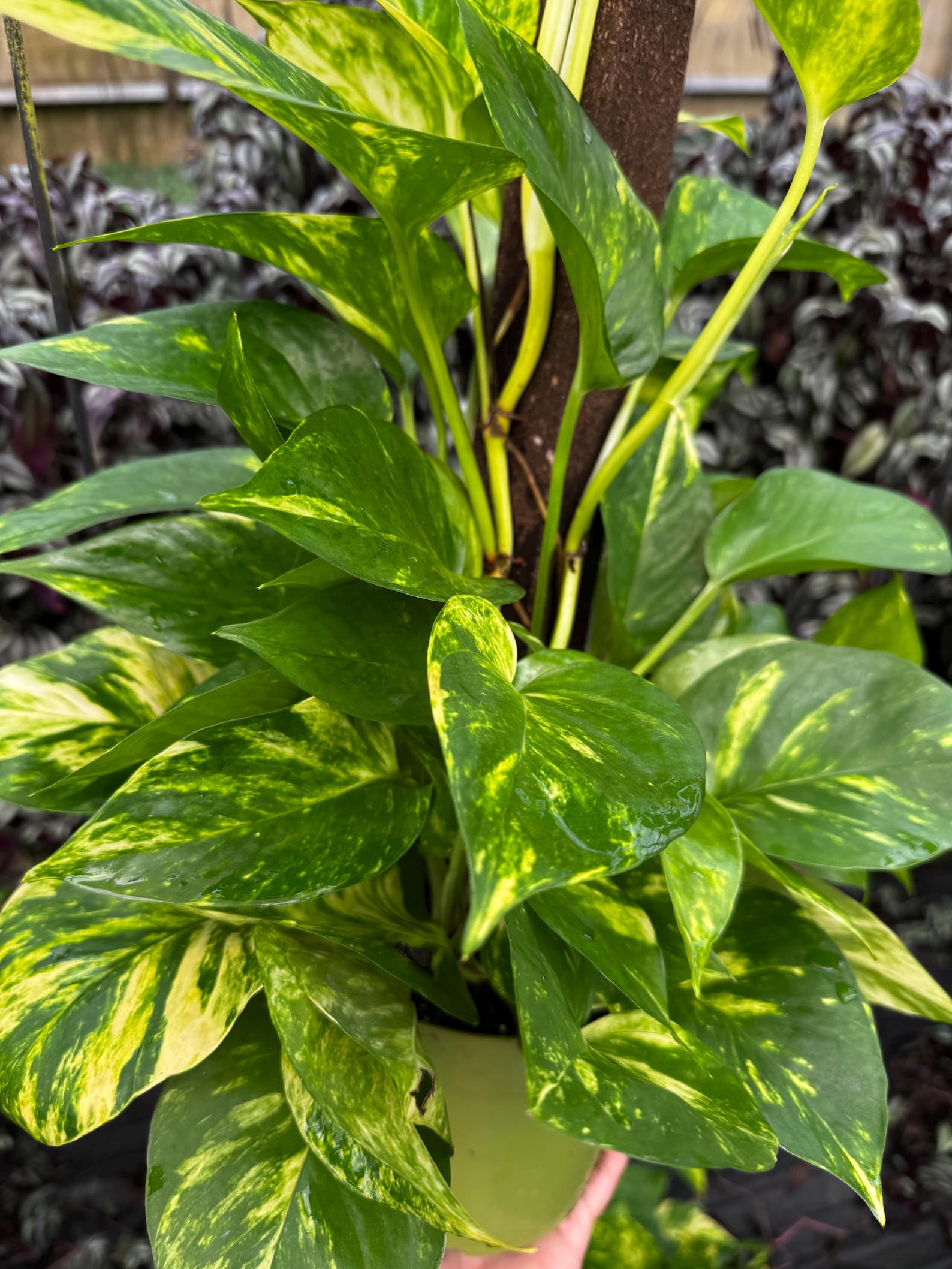 Live Hawaiian Golden Pothos - 6” Houseplant - Home Decor - Etsy