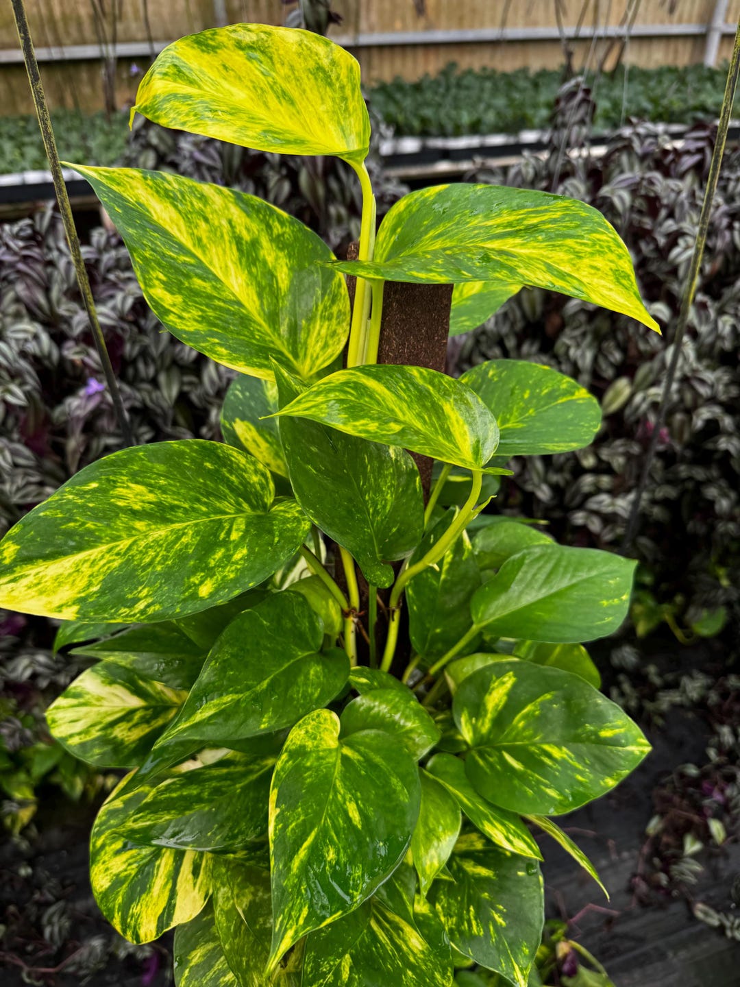 Live Hawaiian Golden Pothos - 6” Houseplant - Home Decor - Etsy