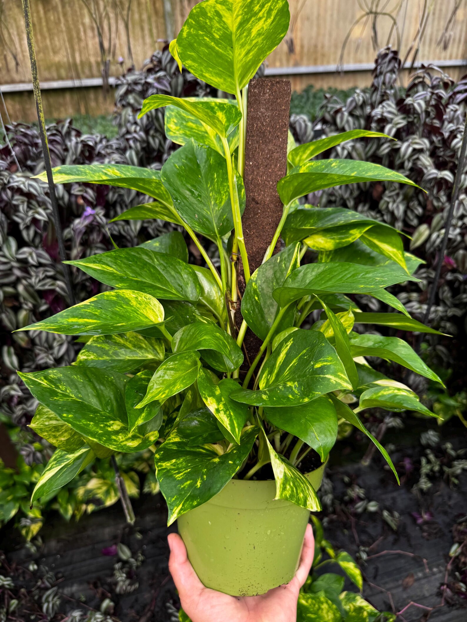 Live Hawaiian Golden Pothos - 6” Houseplant - Home Decor - Etsy