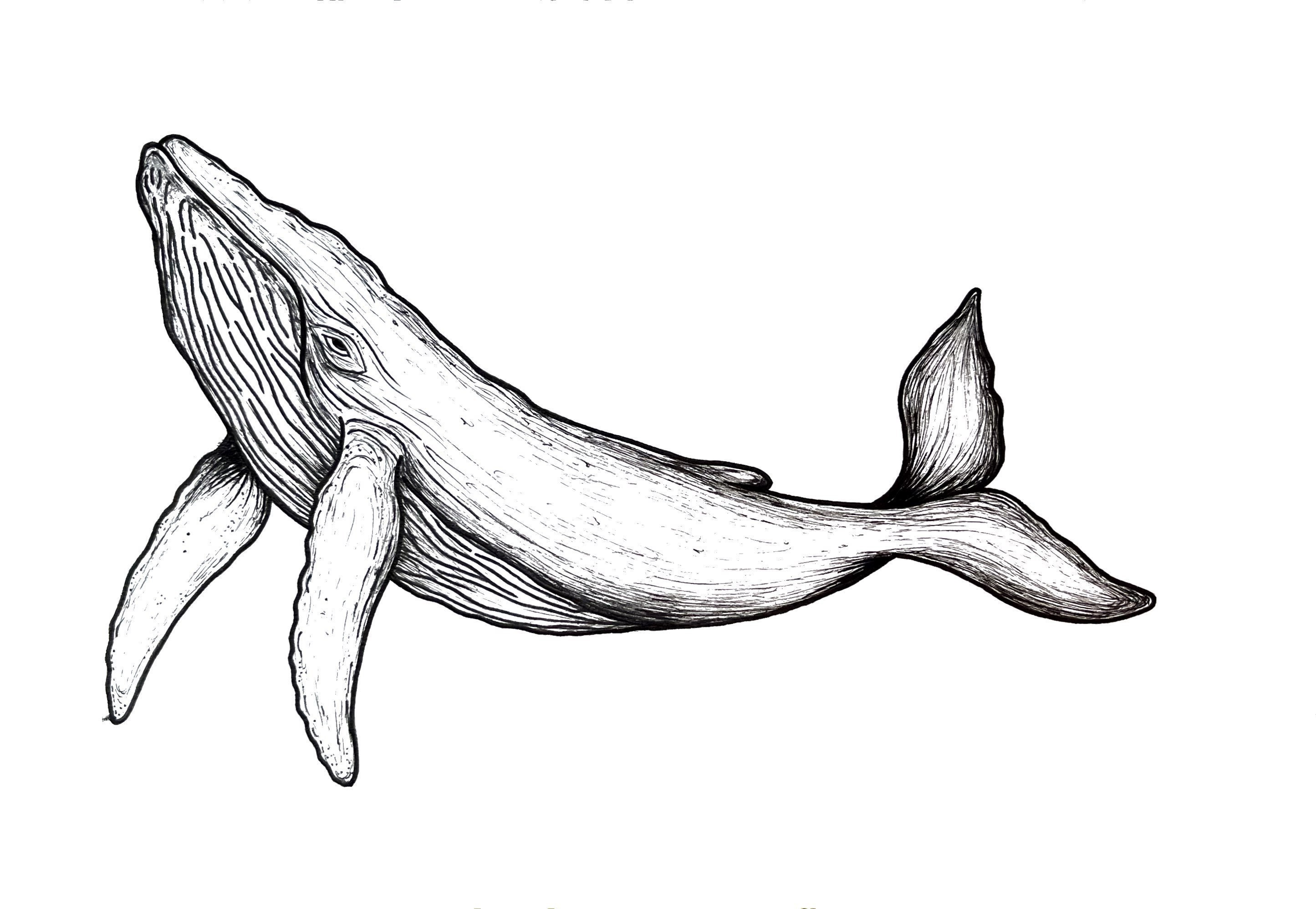 Blue Whale Drawing Print - Etsy