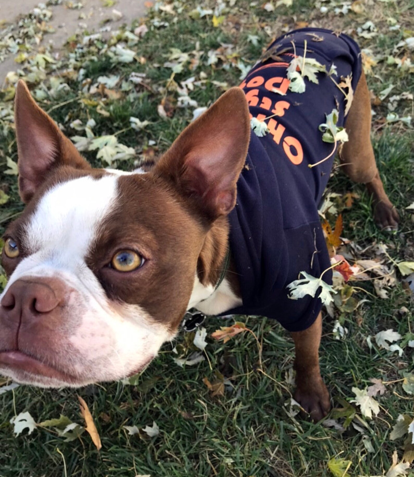 Chicago Style Dog Hoodie - Chicago Dog Lover Gift - Chicago Hot Dog ...