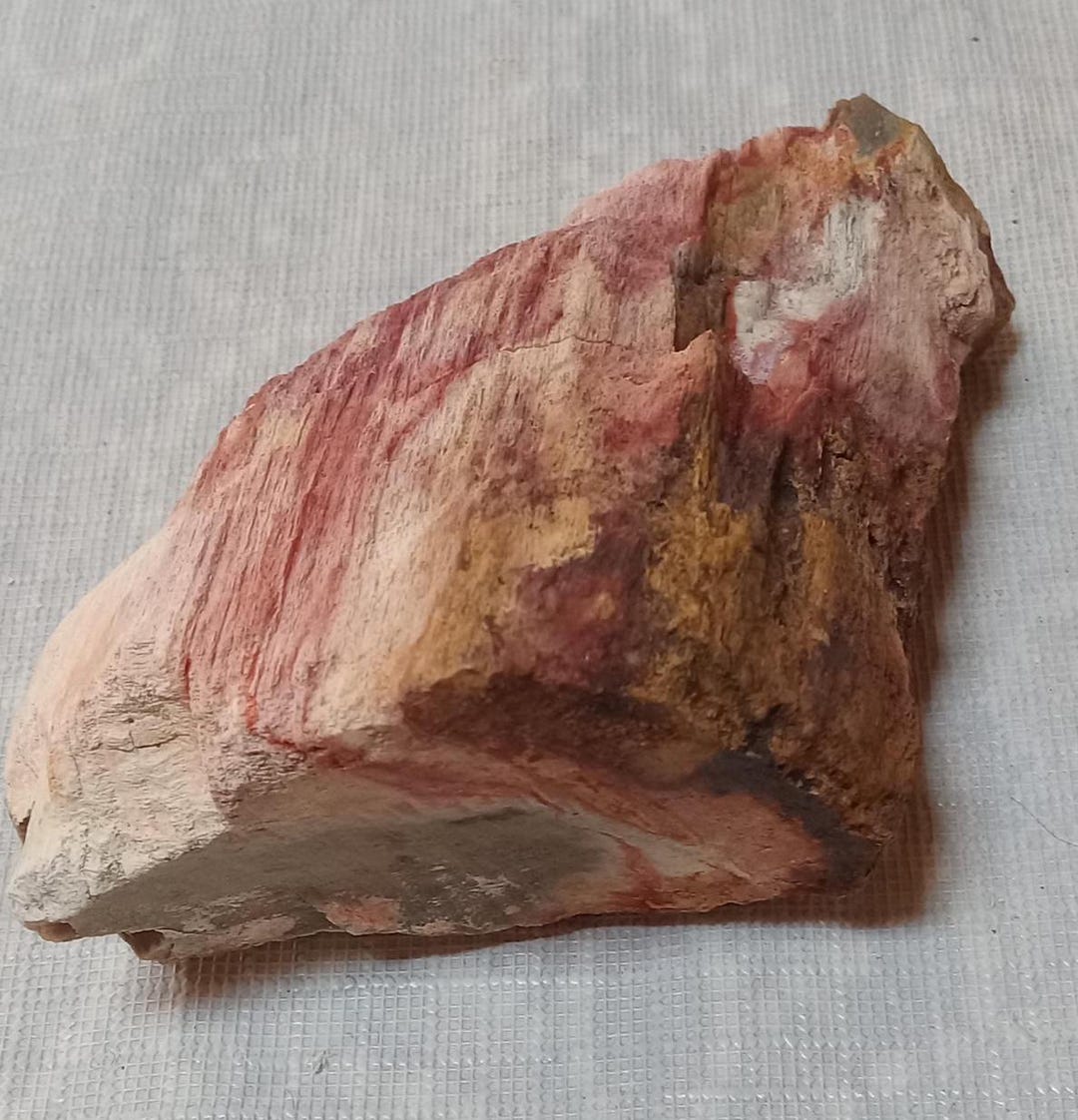 Rainbow Petrified Wood Display - Etsy