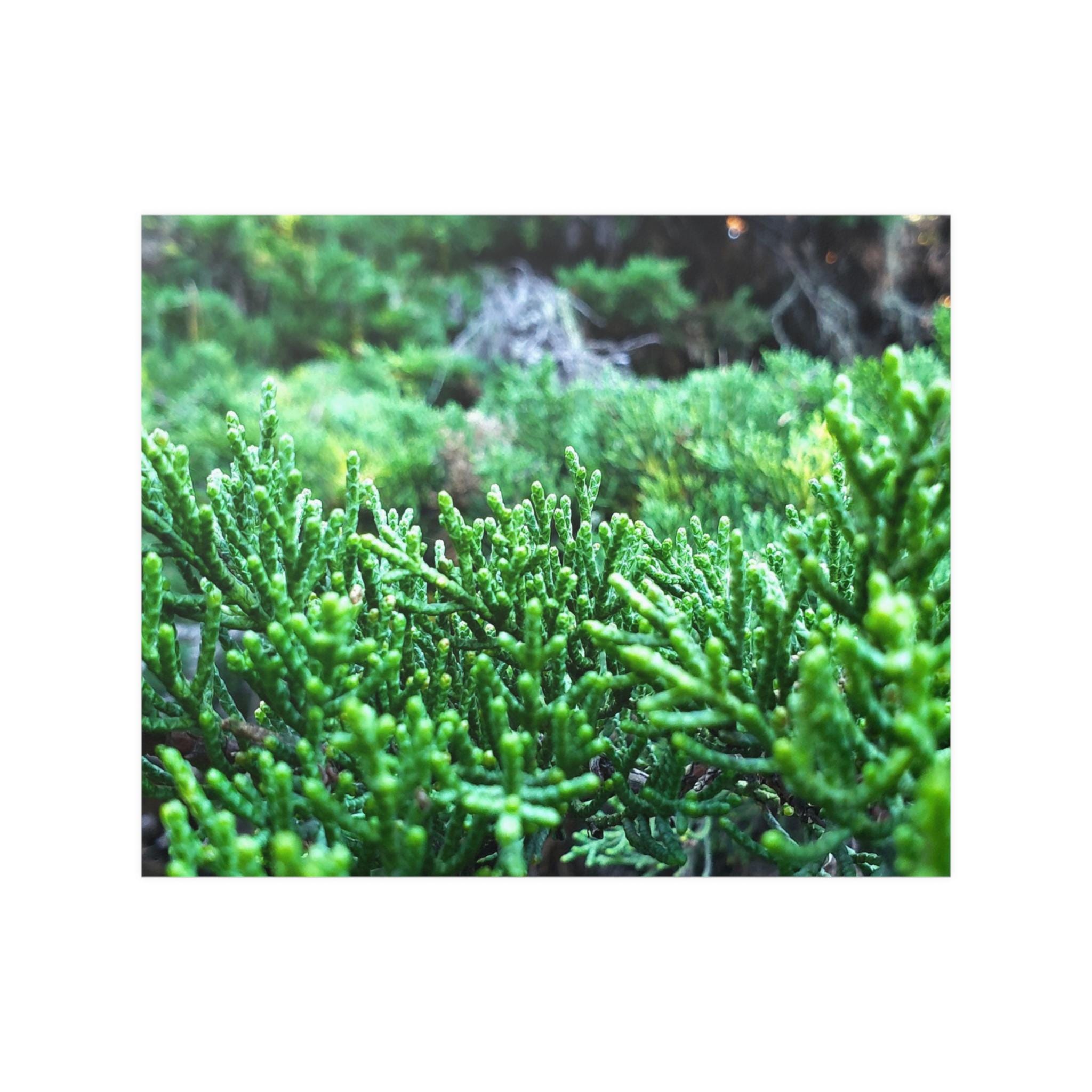 Evergreen Needles Photo - Etsy