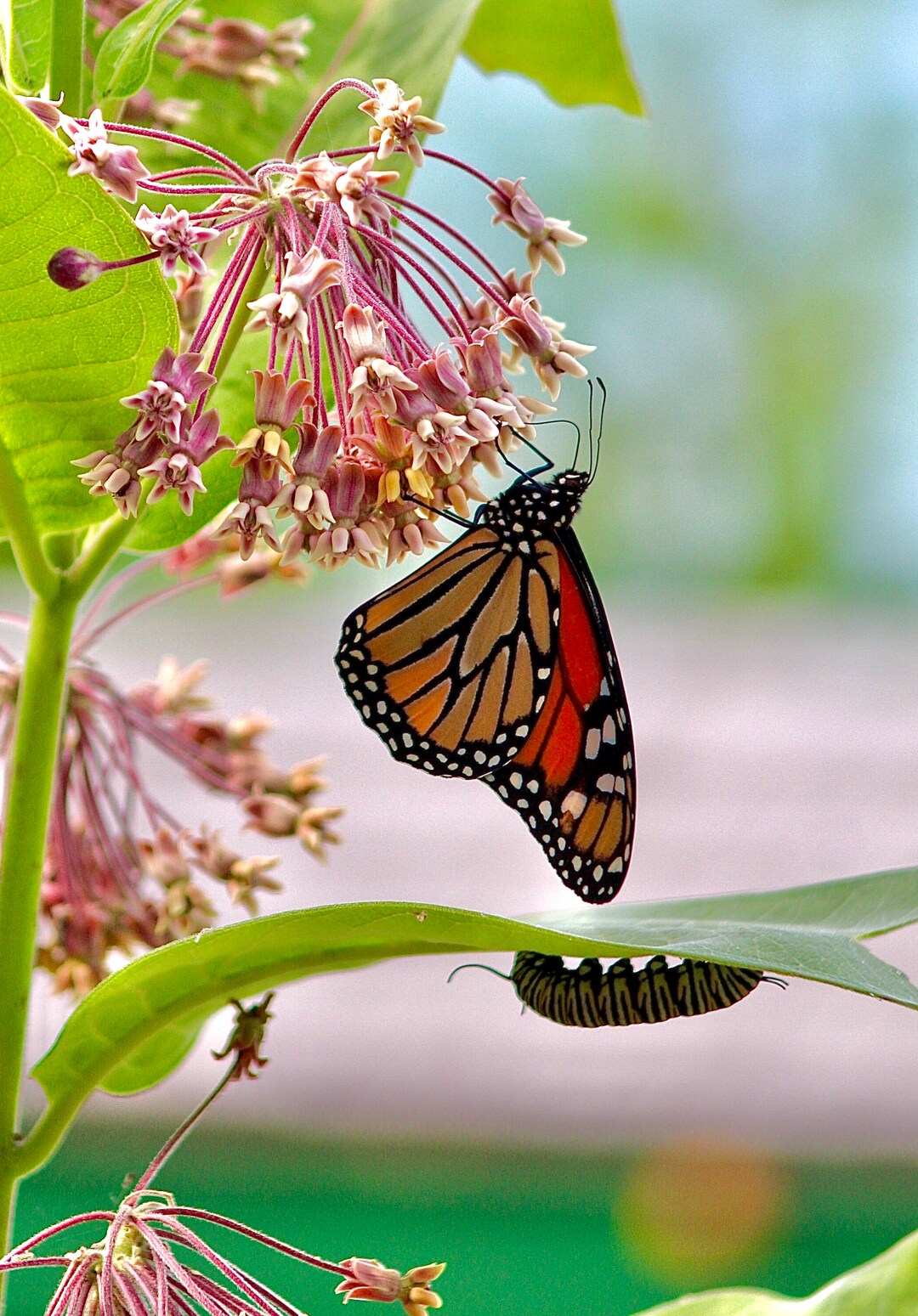 Monarch Butterfly Photography Print - Etsy