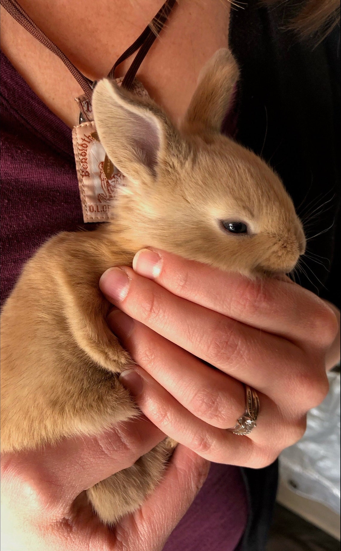 Organic Rabbit Manure Fertilizer: Natural Garden Compost (1.25lb Bag ...