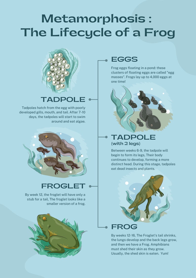 Frog Life Cycle- Pour & Play Sensory Kit - Etsy