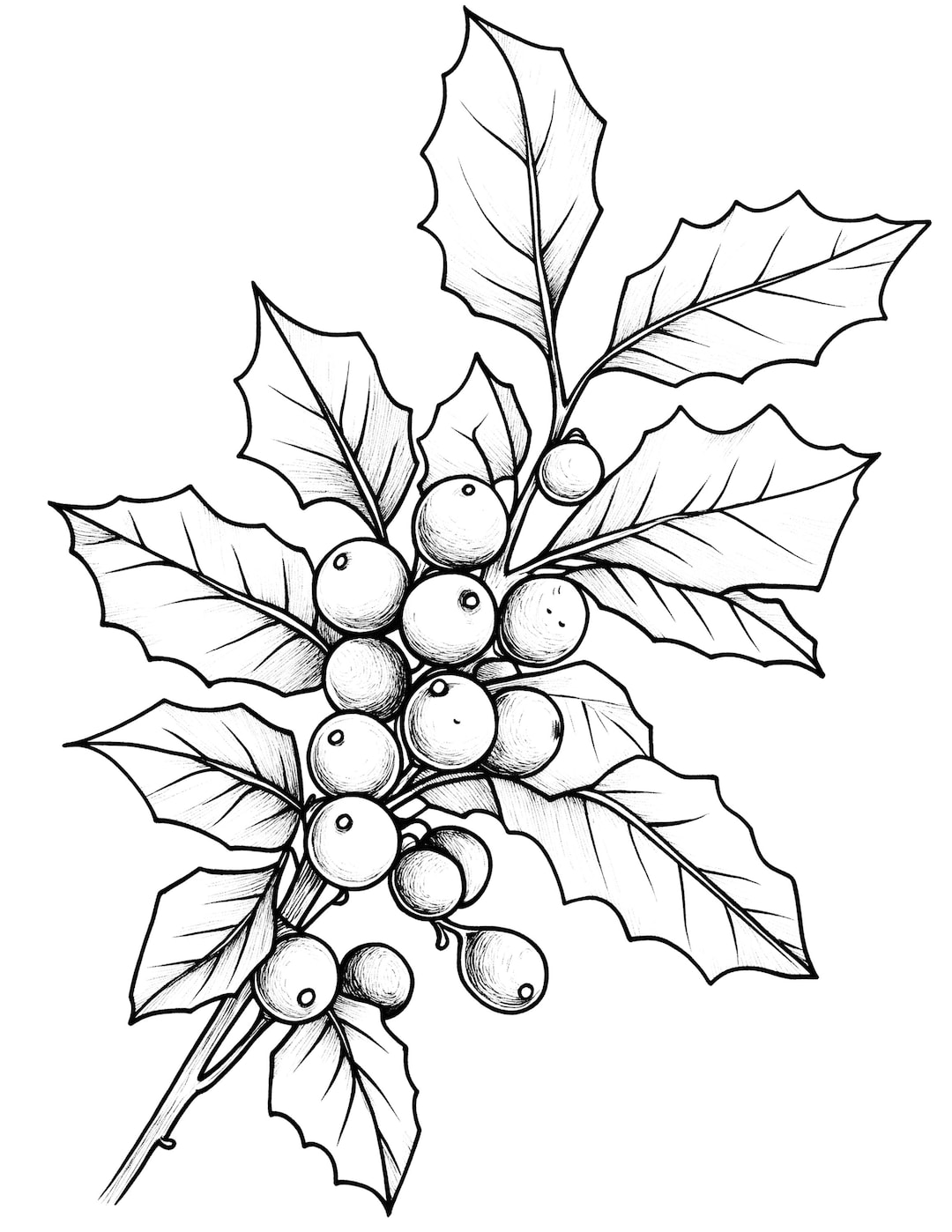 Christmas Holly Berry Coloring Page Festive Botanical Illustration for ...