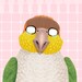 Bird Vtuber Model - Jack the White Bellied Caique © | Ready to Use ...