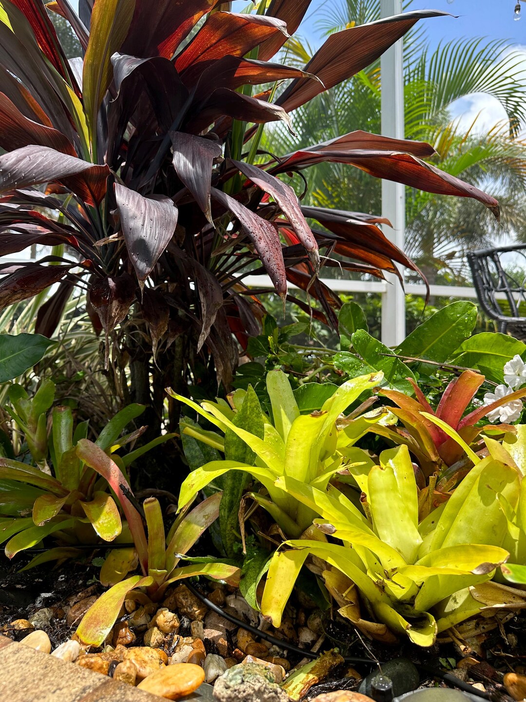 Hawaiian Red Ti Cordyline Plant - Etsy