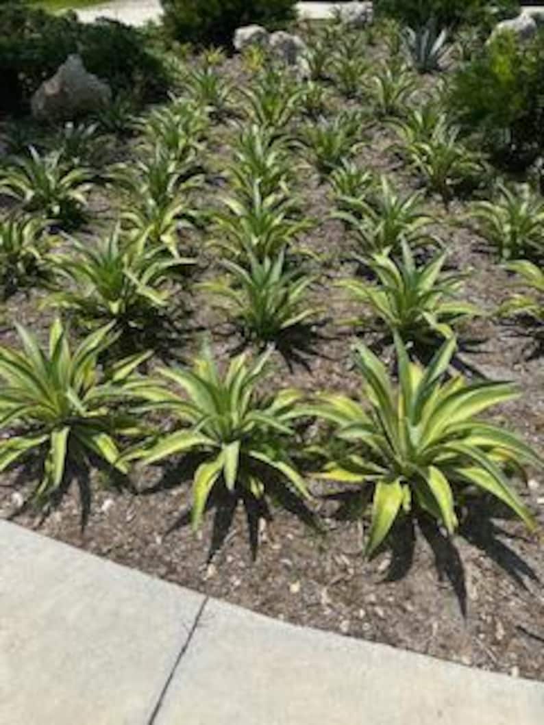 Agave Smooth Desmetiana Variegata Plant - Etsy
