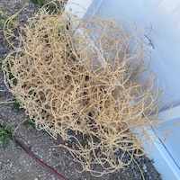 Tumbleweeds! ALL Sizes!!! Wedding Home Decor, Western Theme, Organic ...