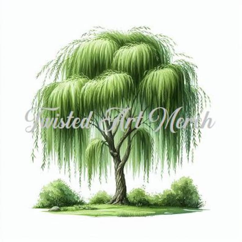 Weeping Willow Tree Clipart: 10 Jpgs for Cardmaking (digital Download ...