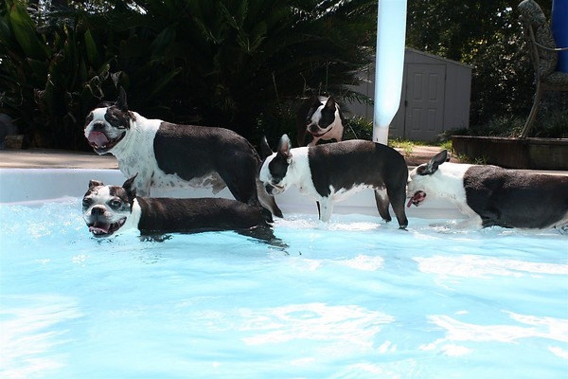 Boston Terrier Pool Party Art Print Wall Decor - Etsy