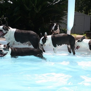 Boston Terrier Pool Party Art Print Wall Decor, Boston Terrier Gift ...