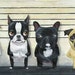 Boston Terrier Gift, Boston Terrier Love Dog Art Magnet, Boston Terrier ...