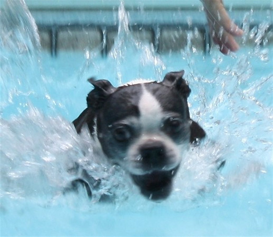 Boston Terrier Pool Party Art Print Wall Decor - Etsy