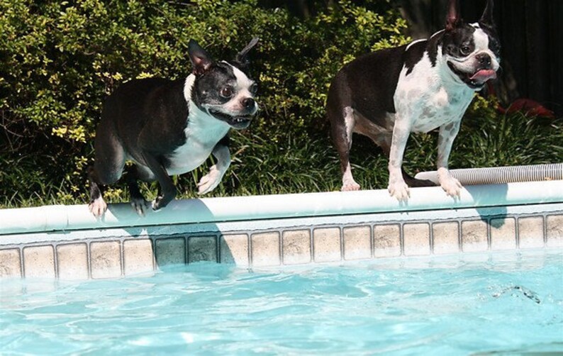 Boston Terrier 11 X 14 Pool Party Art Print - Etsy