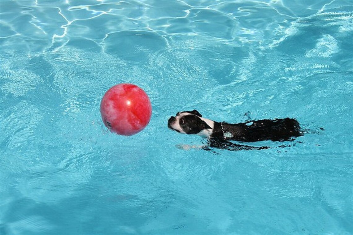 Boston Terrier Pool Party Art Print Wall Decor - Etsy