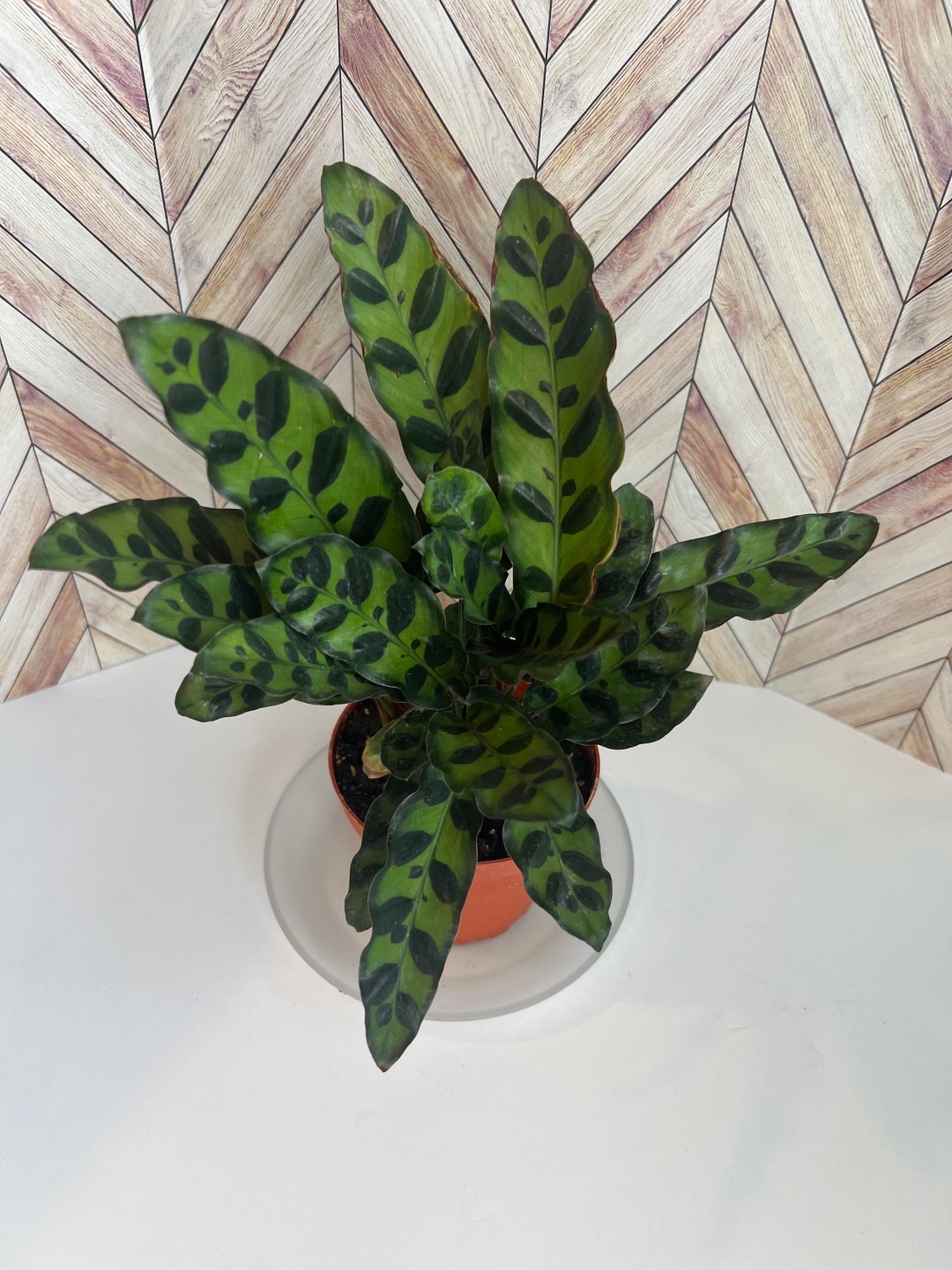 Calathea Rattlesnake/ Goeppertia Insignis/ House Plant - Etsy