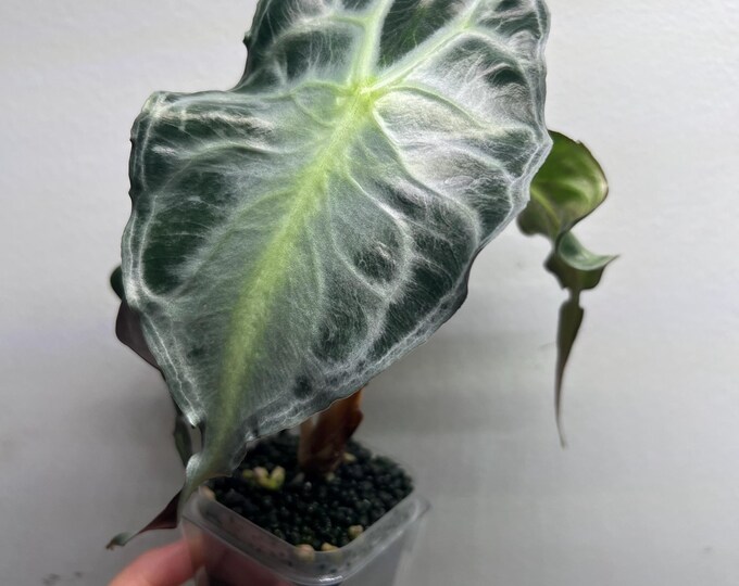 Alocasia Venom/ Exact Plant/ House Plant - Etsy