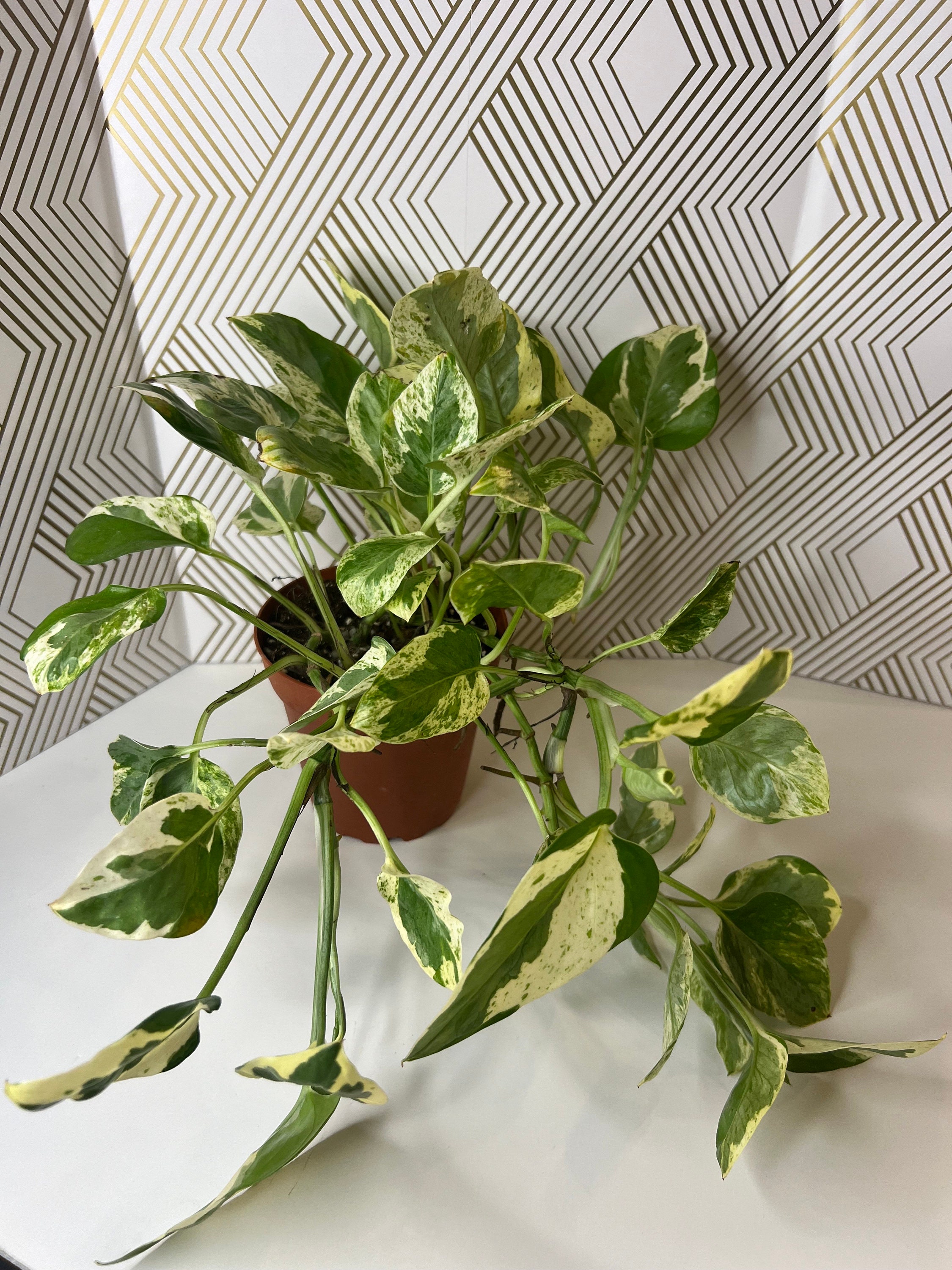 Pearls and Jade Pothos 4 in Pot - Etsy