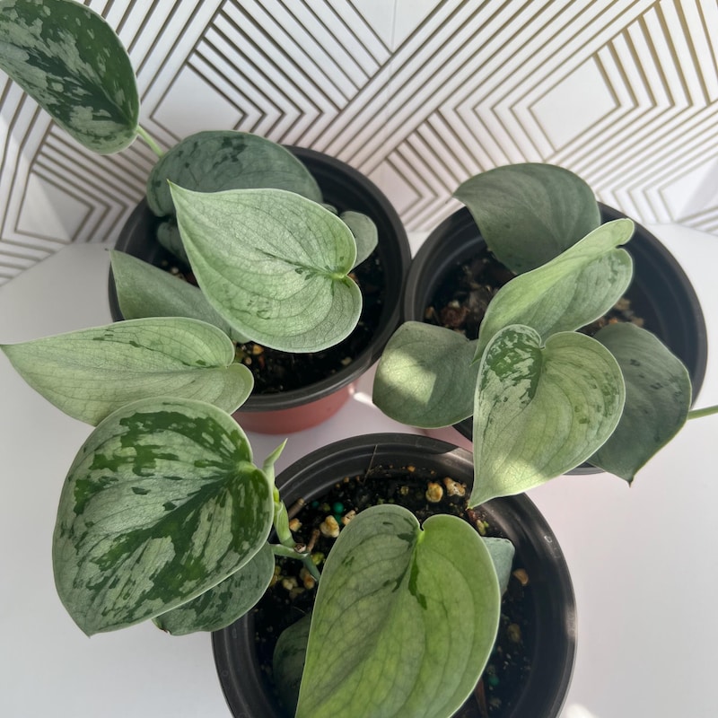 Scindapsus - Etsy