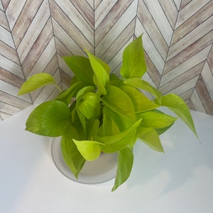 Neon Pothos/ Epipremnum Pinnatum/ House Plants/ Indoor Plants - Etsy