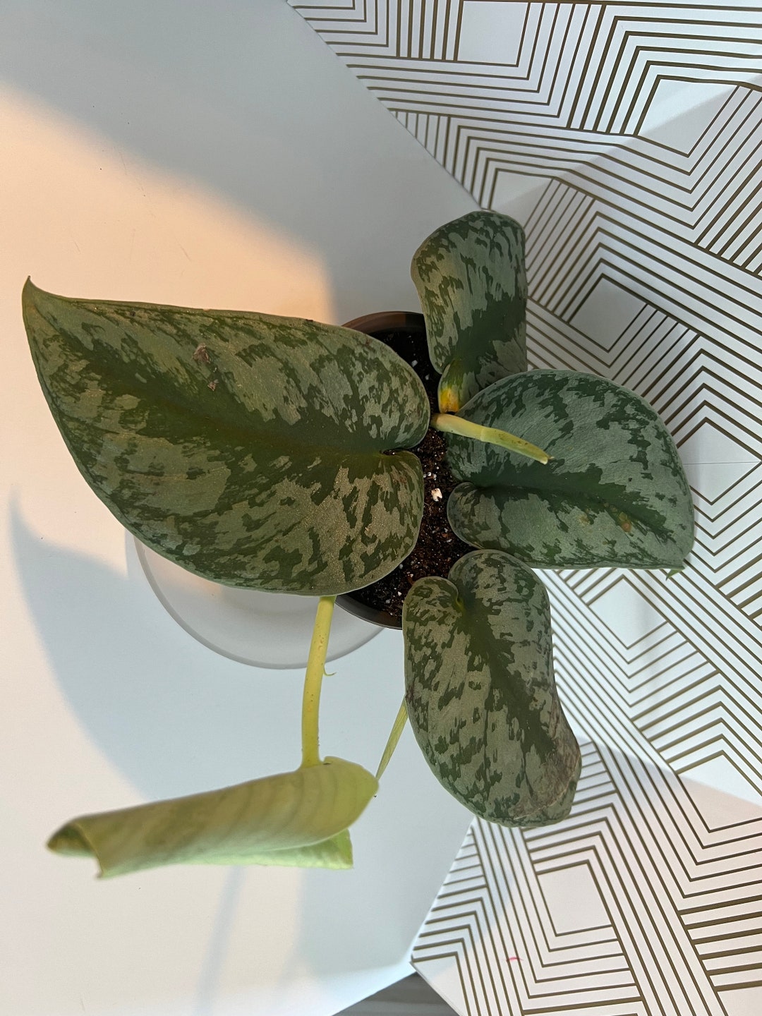 Scindapsus Pictus “exotica” / House Plant/ Indoor Plants - Etsy