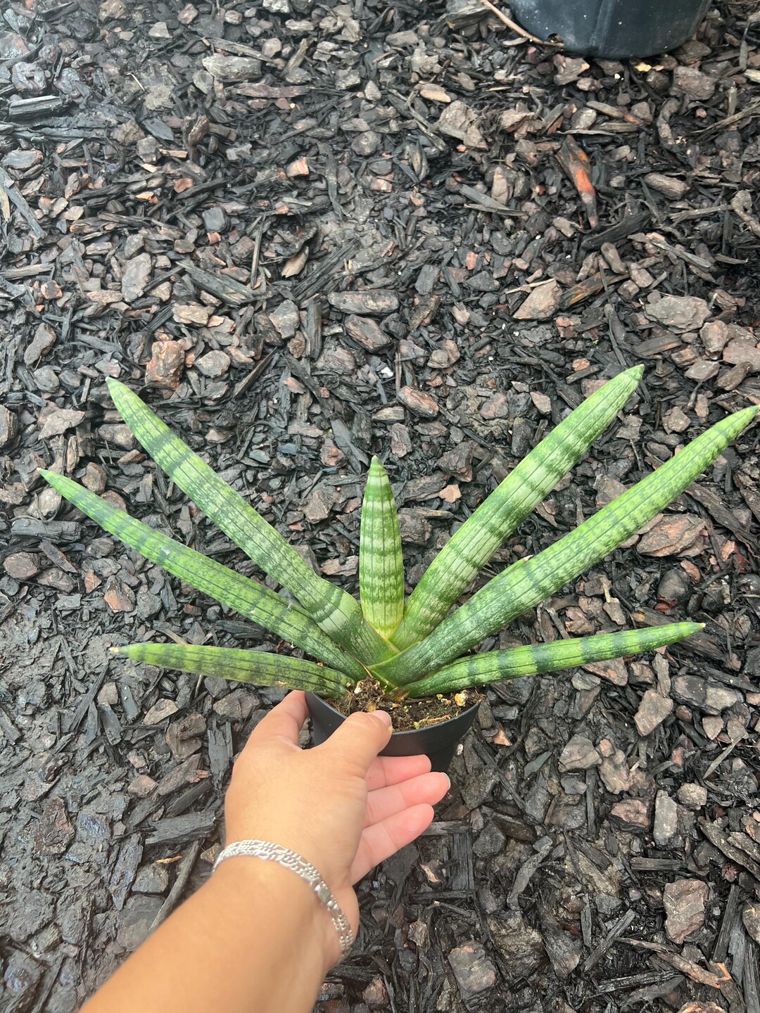 Sansevieria Starfish, Boncel Cylindrica, Snake Plant, Live Plant - Etsy