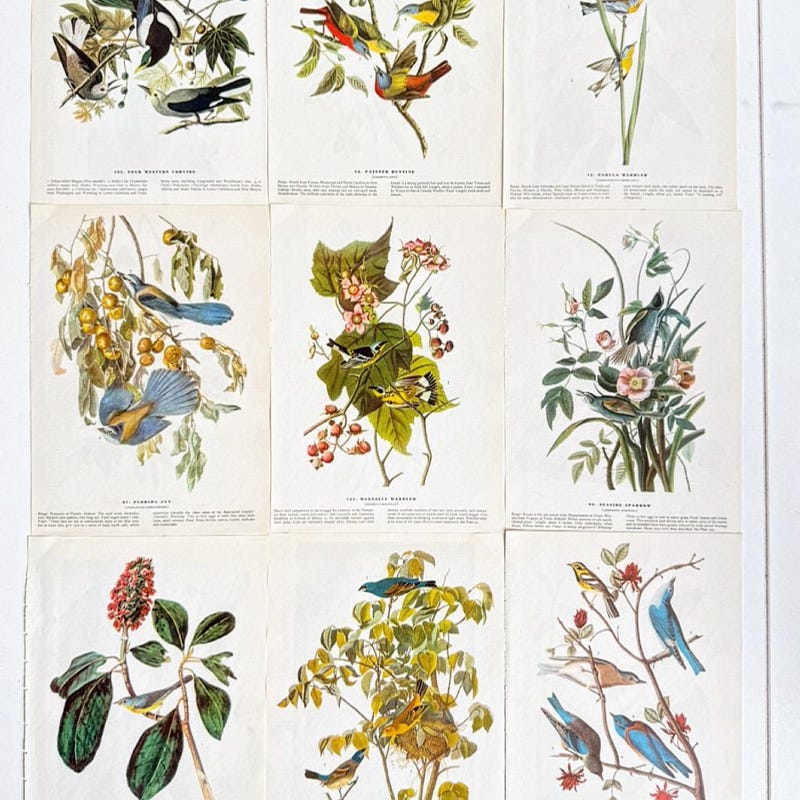 Botanical Book Plate - Etsy