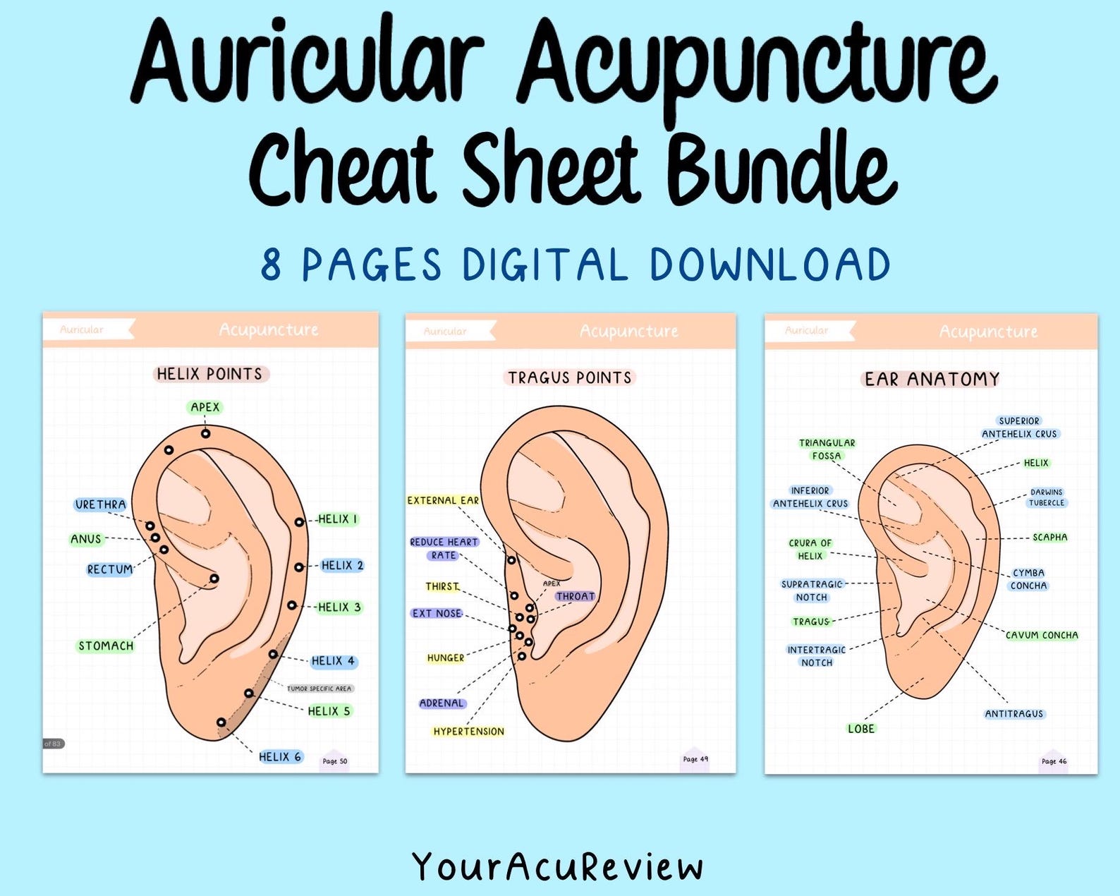 Auricular Acupuncture Study Guide: Anatomy & Points Charts (digital ...