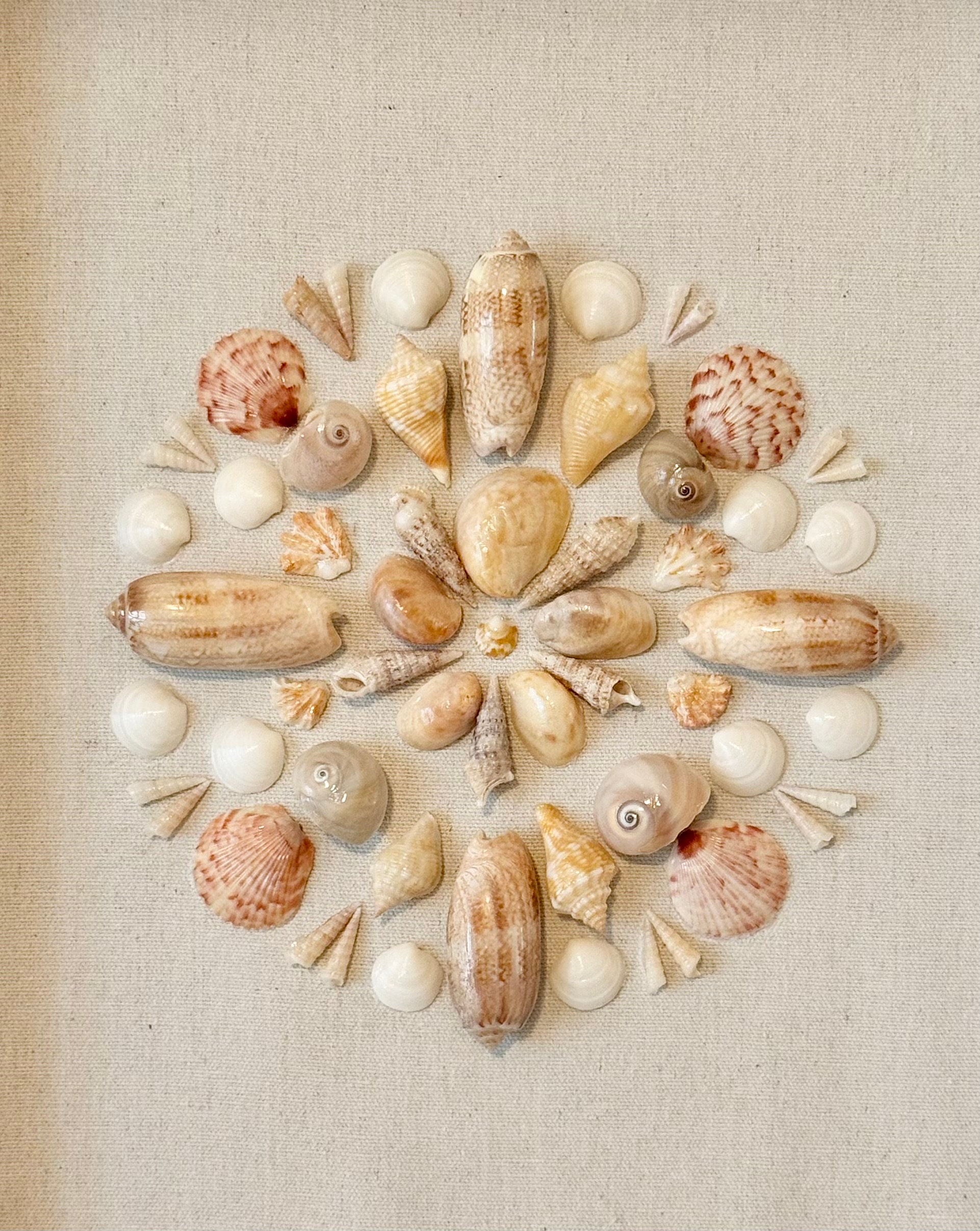 Seashell Shadow Box - Etsy