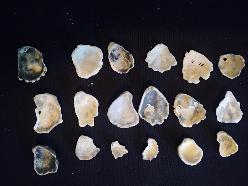 Kitten Paw's Collection Sea Shells From Central East Coast Beach in ...