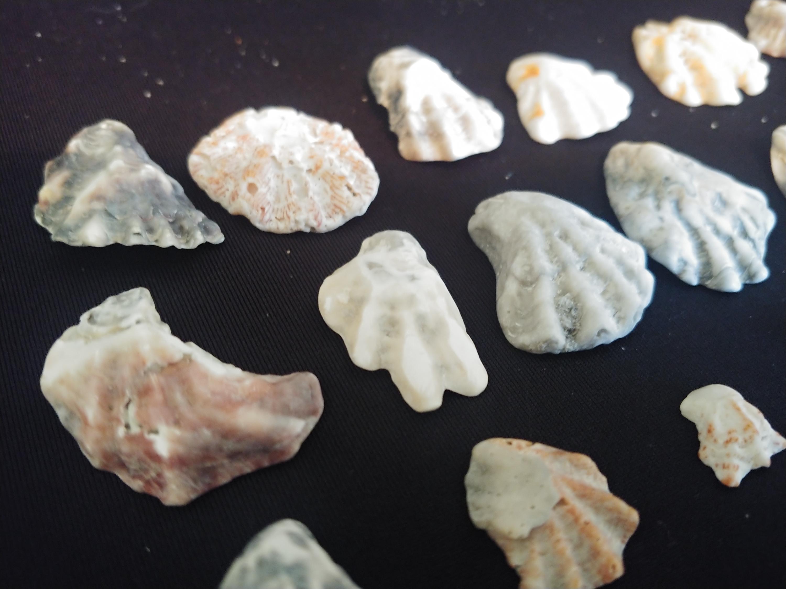 Kitten Paw's Collection Sea Shells From Central East Coast Beach in ...