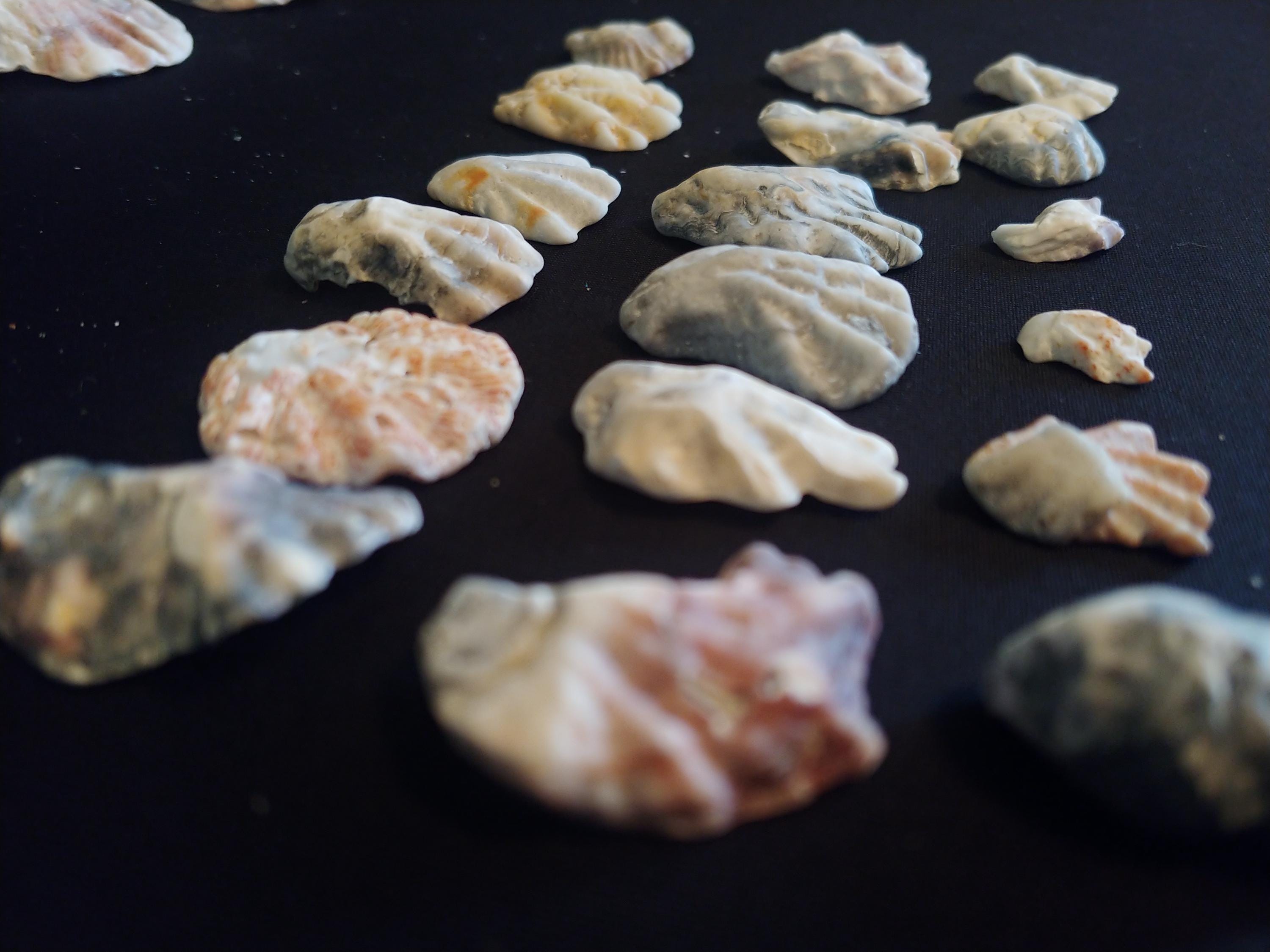 Kitten Paw's Collection Sea Shells From Central East Coast Beach in ...