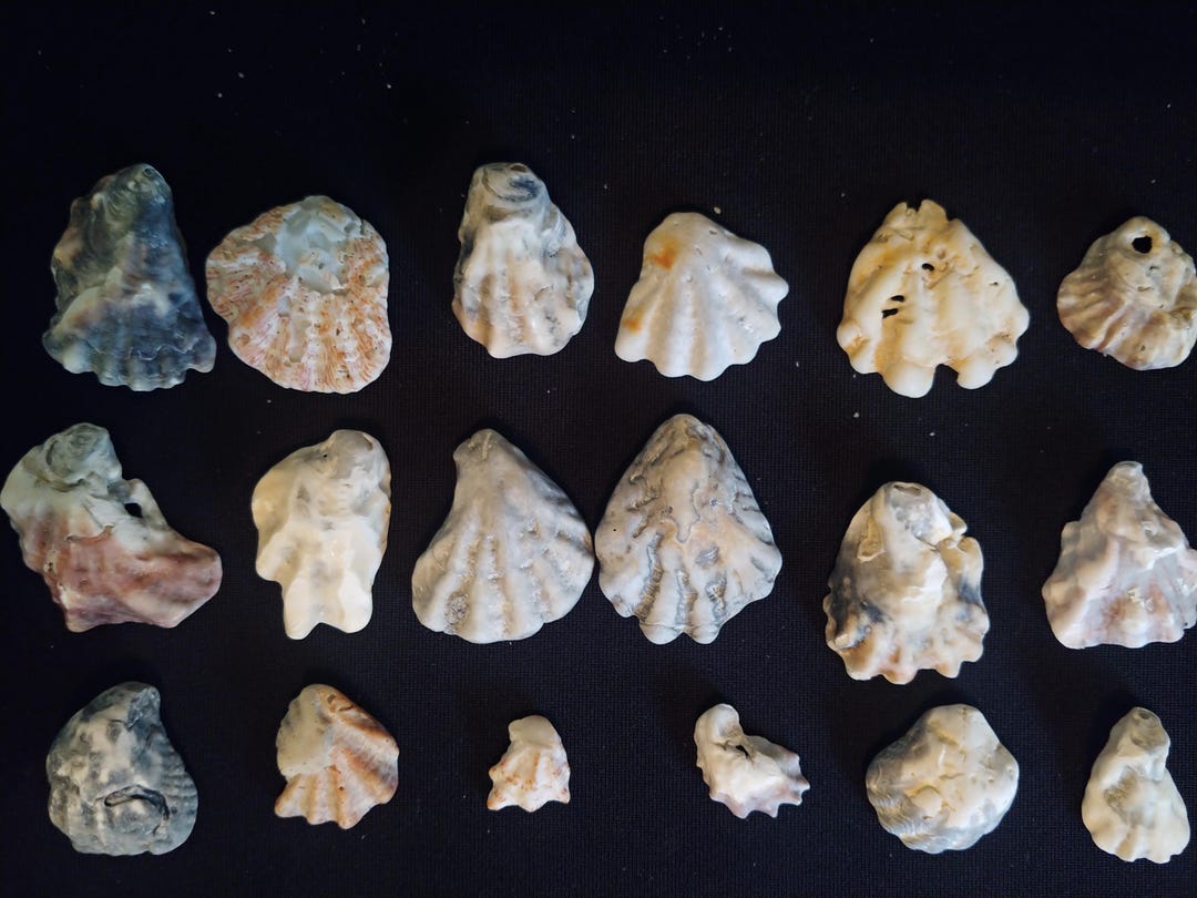 Kitten Paw's Collection Sea Shells From Central East Coast Beach in ...