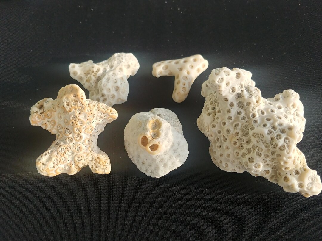 Coral Fragments, Coral, East Coast Florida Coral for Decor Decoration ...