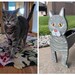 Personalized Wooden Cat Planter Box - Etsy