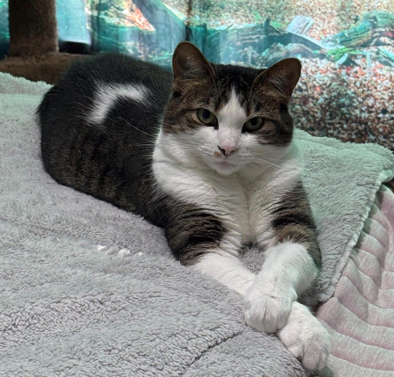 Personalized Wooden Cat Planter Box - Etsy