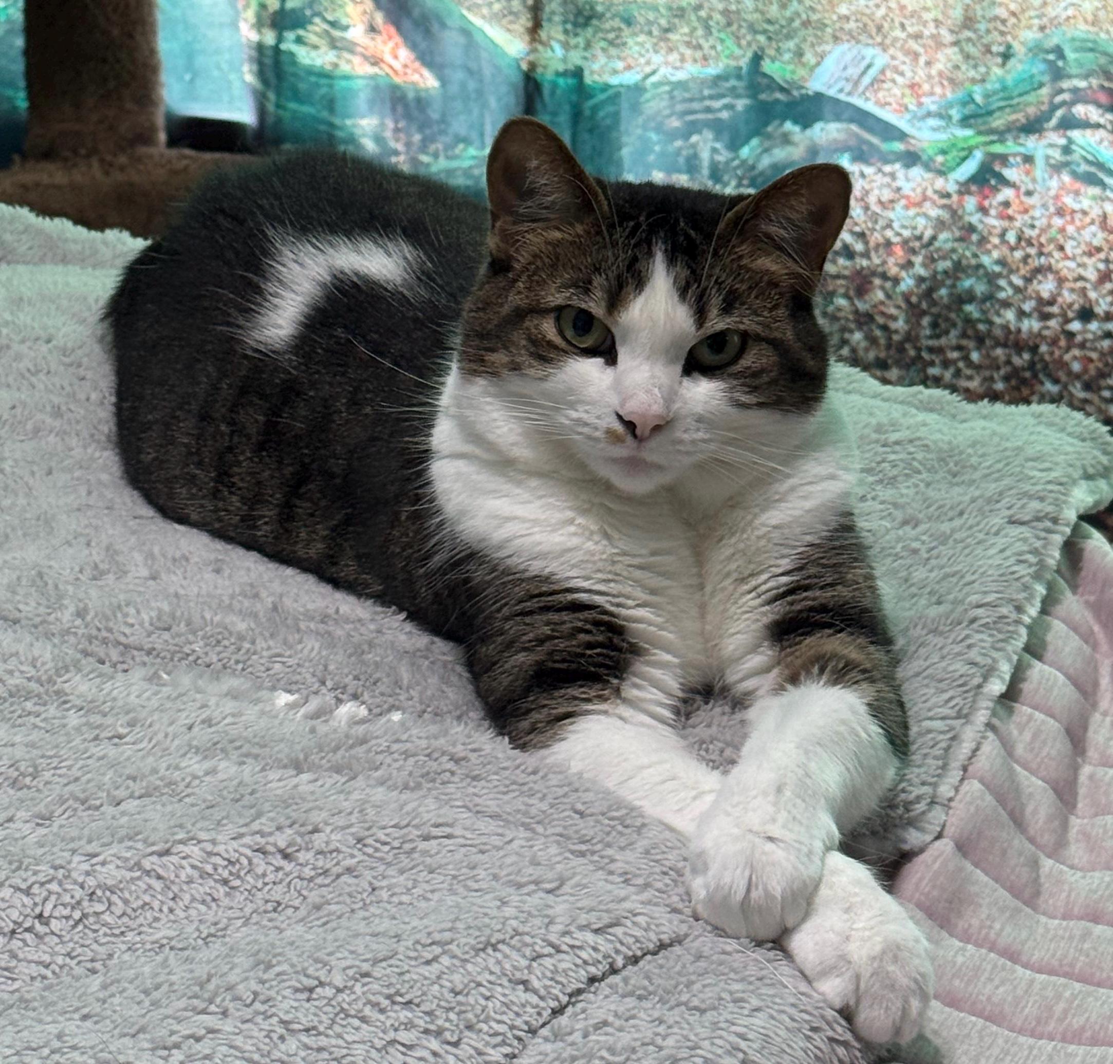 Personalized Wooden Cat Planter Box - Etsy