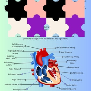 Basic Cardiac Anatomy - Functional Cardiac Physiology, Cardiac ...