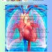 Basic Cardiac Anatomy - Functional Cardiac Physiology, Cardiac ...