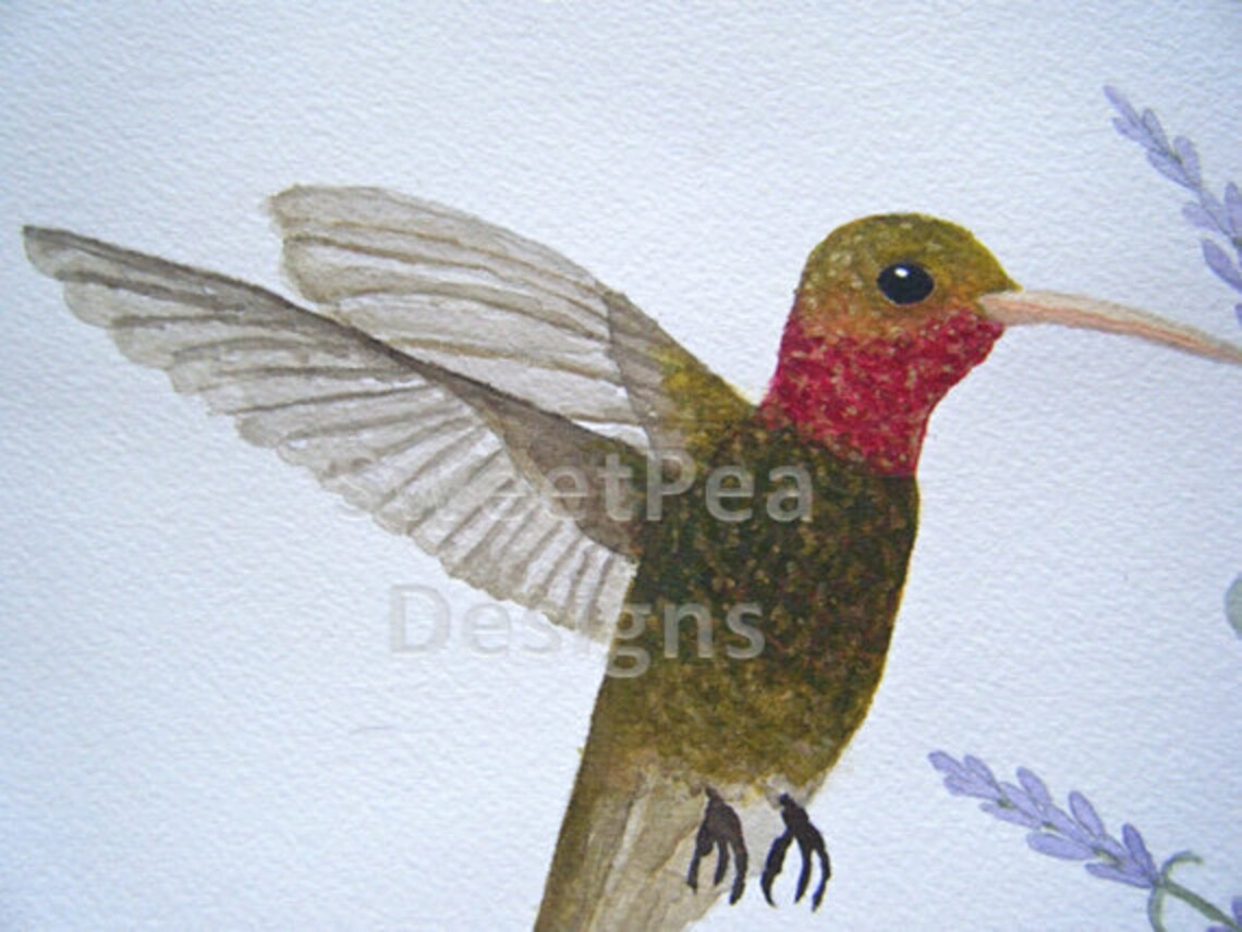 Ruby Throat Hummingbird Original Watercolor Painting | Etsy